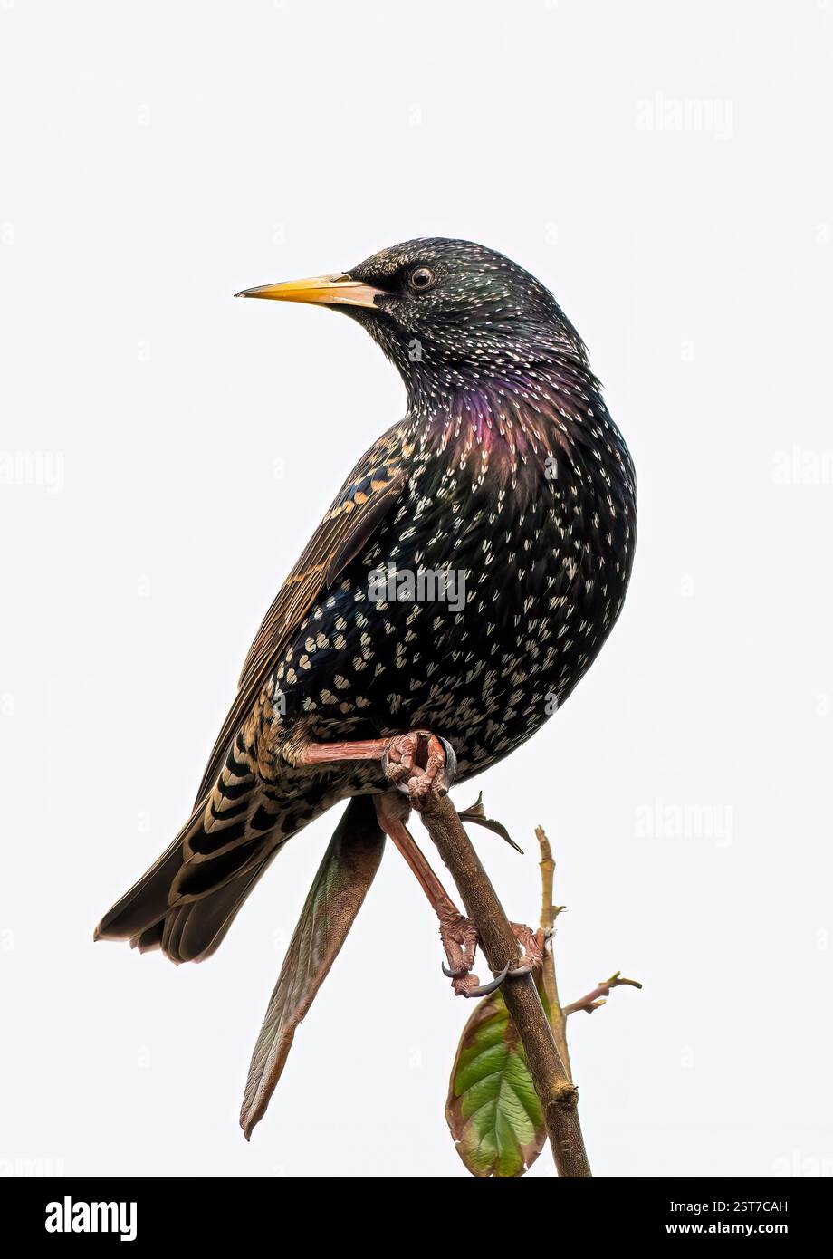 Bird magazine cover image hi-res stock photography and images - Alamy