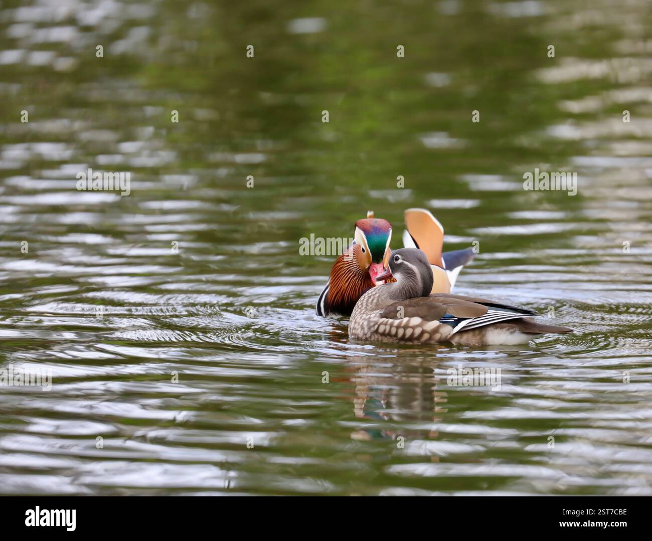 Mandarin Ducks (Aix galericulata Stock Photo - Alamy