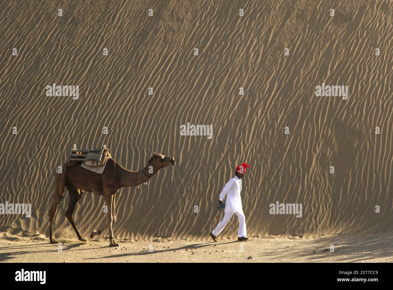 Camel walking with man against ripples, shergarh desert, rajasthan ...