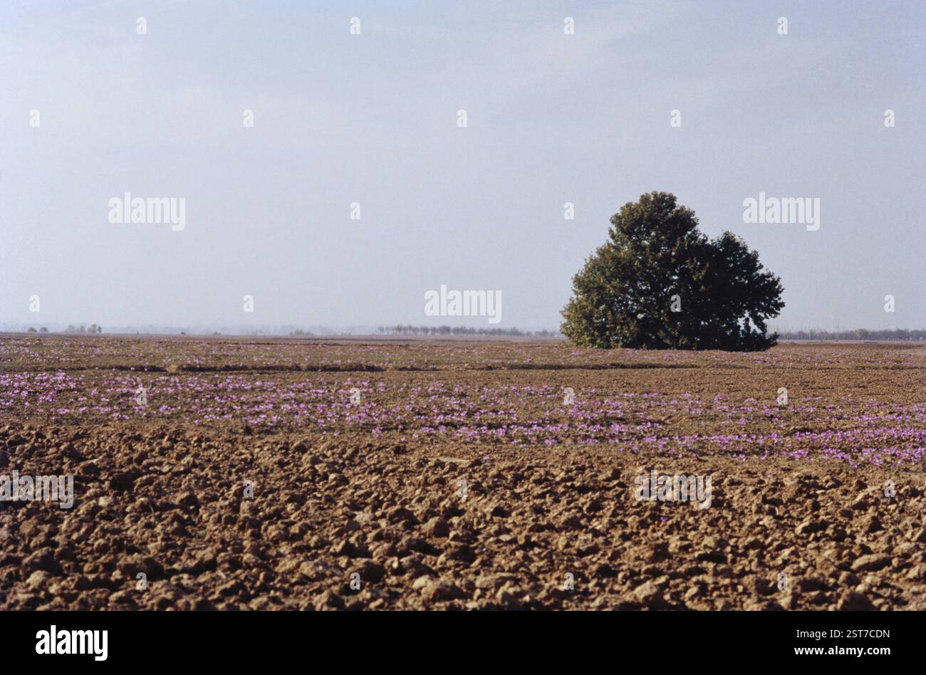 Saffron field in bloom, jammu & kashmir, india Stock Photo - Alamy