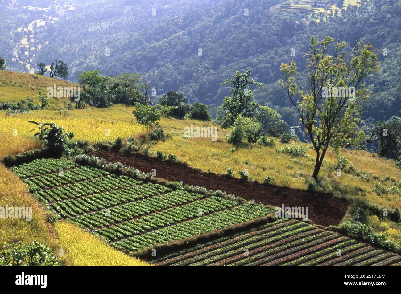 Strawberry field, mahabaleshwar, maharashtra, india Stock Photo - Alamy