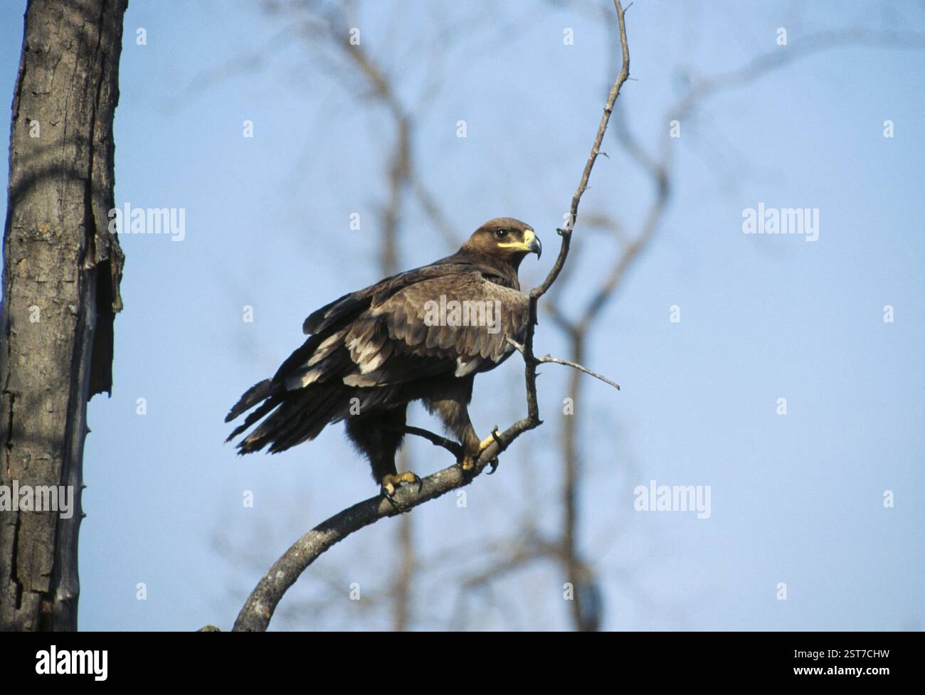 Birds black eagle corbett hi-res stock photography and images - Alamy