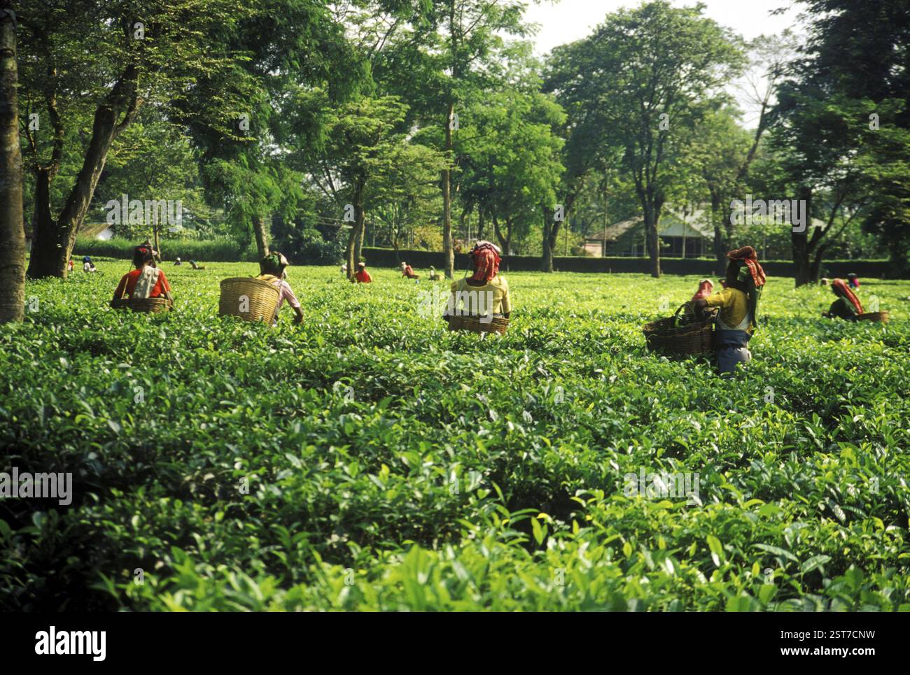 Assam tea camellia sinensis hi-res stock photography and images - Alamy