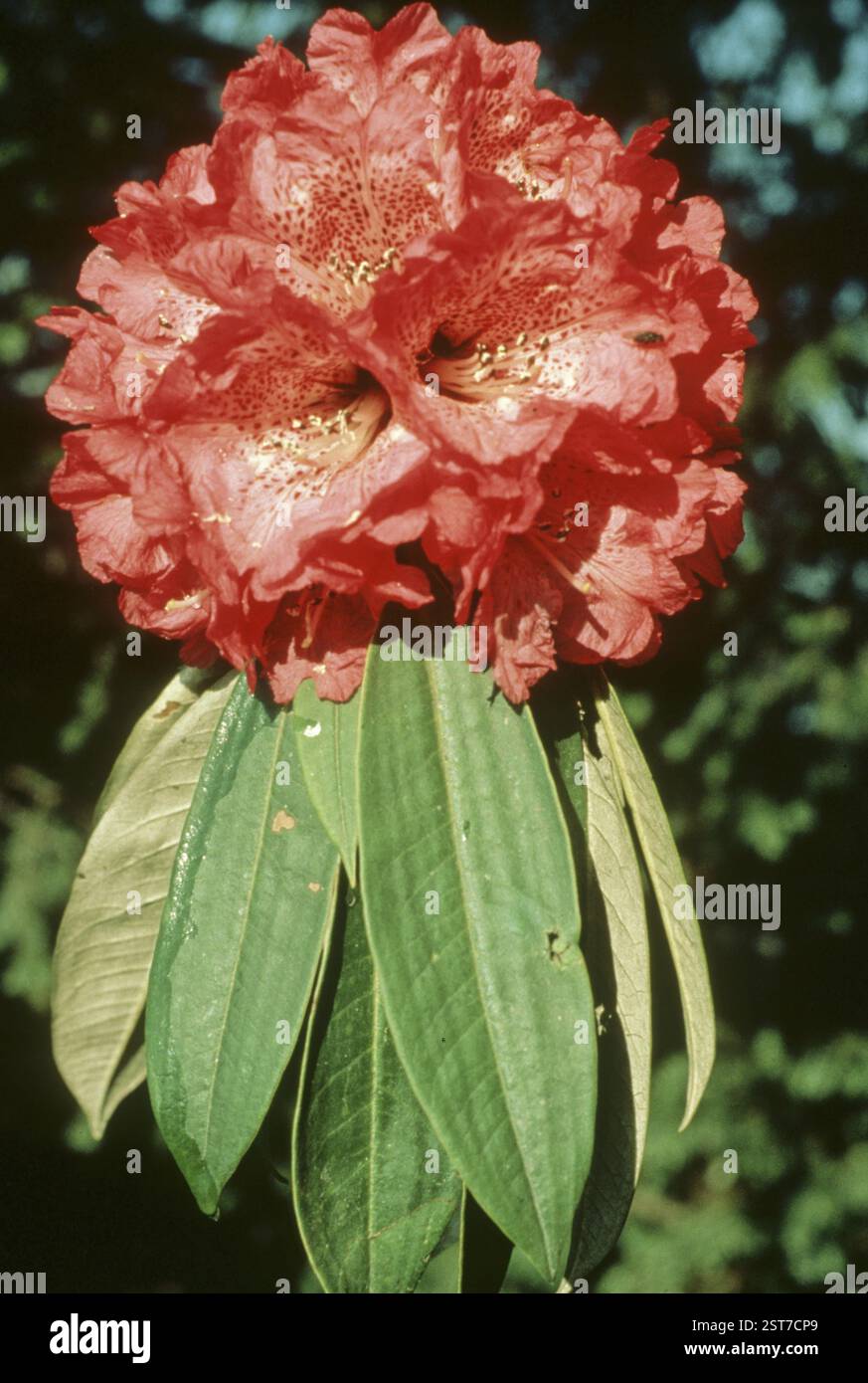 Himalayan flowers hi-res stock photography and images - Alamy