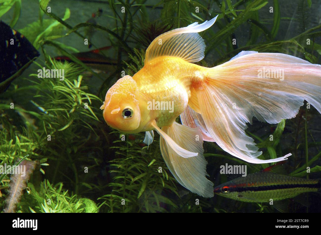 Fishes, Gold Fish (Chinese Oranda Hi Cap) Latin Name (Carassius Auratus ...