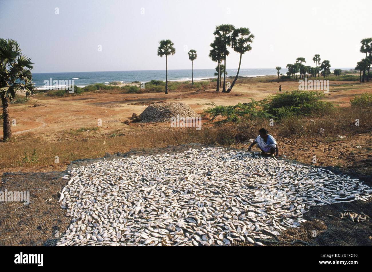 Non Vegetarian, drying fish in bheemunipatnam, andhra pradesh, india ...