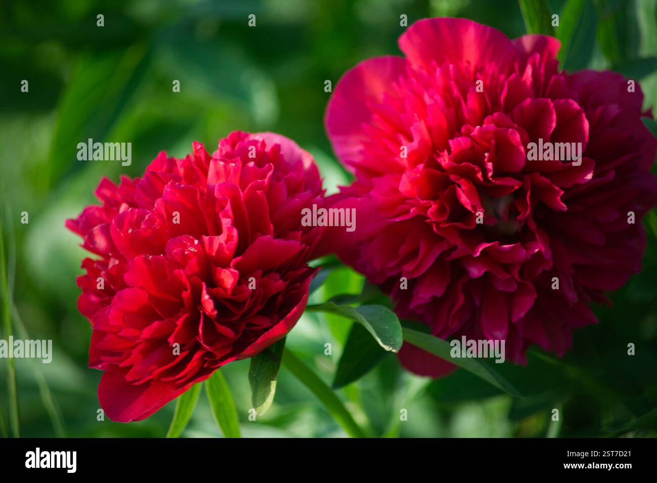 Peony in red bloom - Paeonia Stock Photo - Alamy