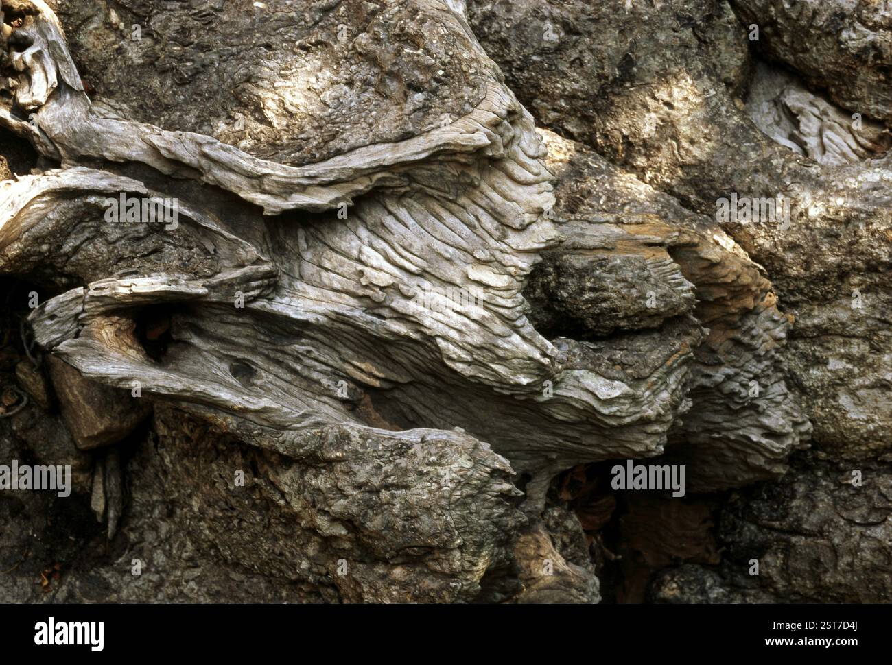 Indian Beech, Pongamia pinnata, india Stock Photo - Alamy
