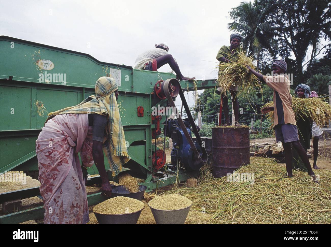 Threshing paddy hi-res stock photography and images - Alamy