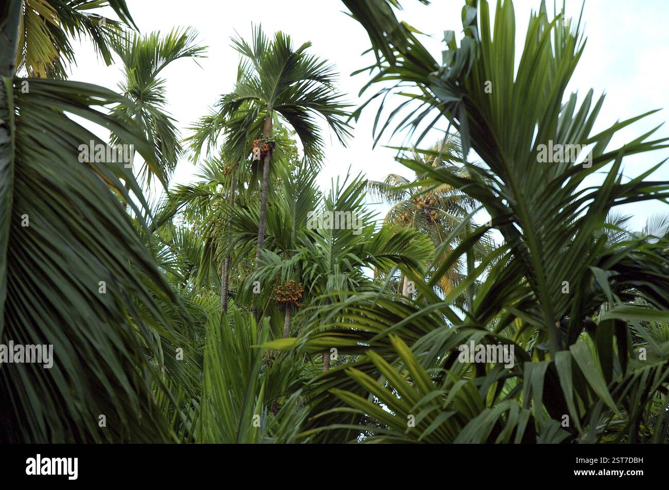 Trees of Betel Nut Farm, Konkan, Maharashtra, India, Asia Stock Photo ...