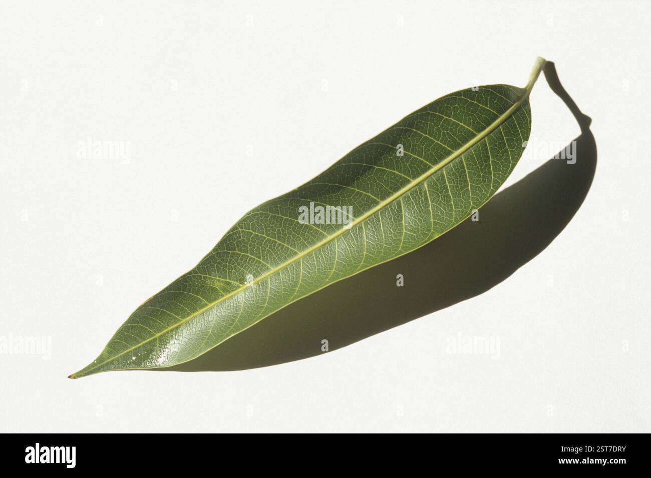 Mango leaf disease hi-res stock photography and images - Alamy