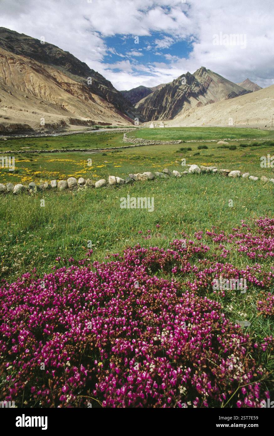 Flower, leh manali road, upshi valley, leh, ladakh, jammu and kashmir ...