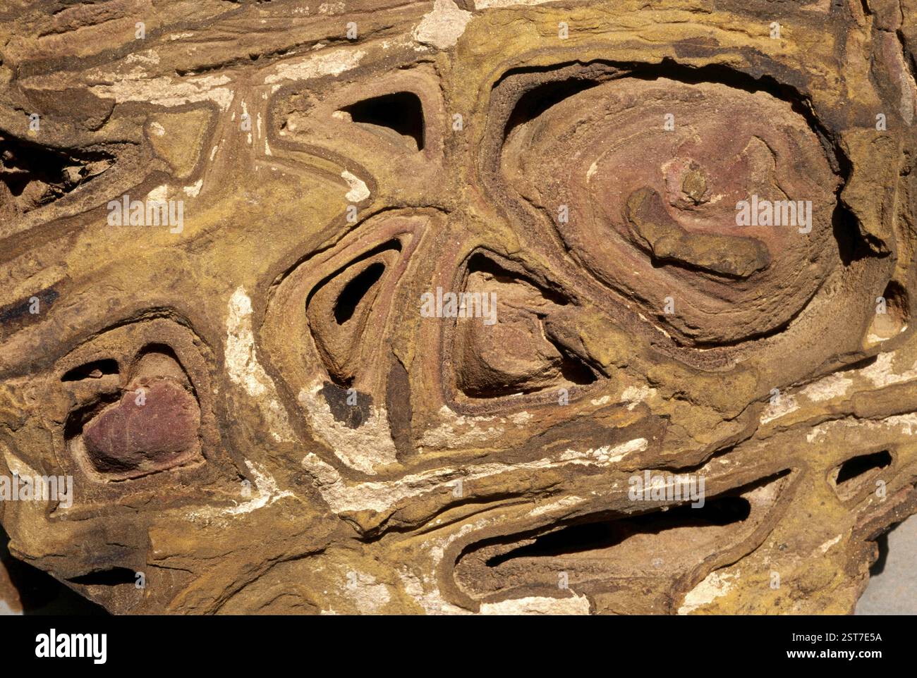 Fossilized stone form, vithon, kutch, gujarat, india Stock Photo - Alamy