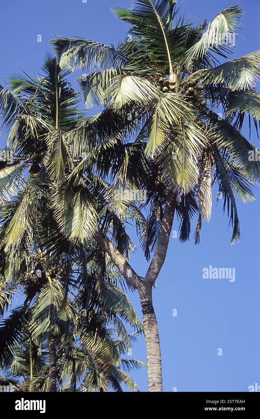Coconut tree having two branches at fort Sindhudurgh, Malvan ...