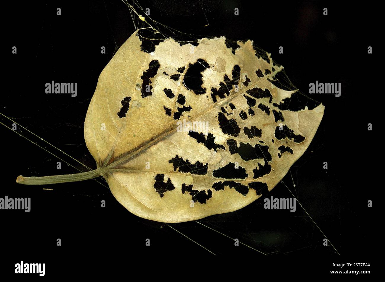 Autumn leaf eaten by Insect, concept death disease Stock Photo - Alamy