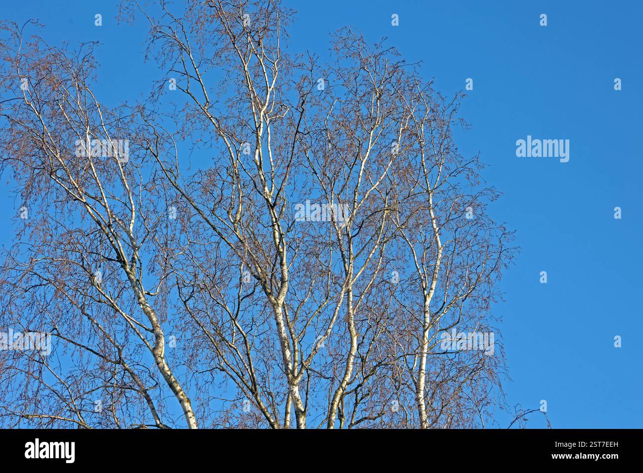 Birkenzweige im Winter Die filigranen Zweige einer Sandbirke während ...