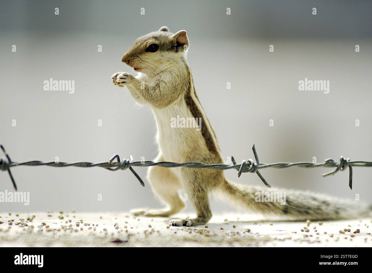 Squirrel standing (five palm Squirrel Funambulus pennanti Stock Photo ...