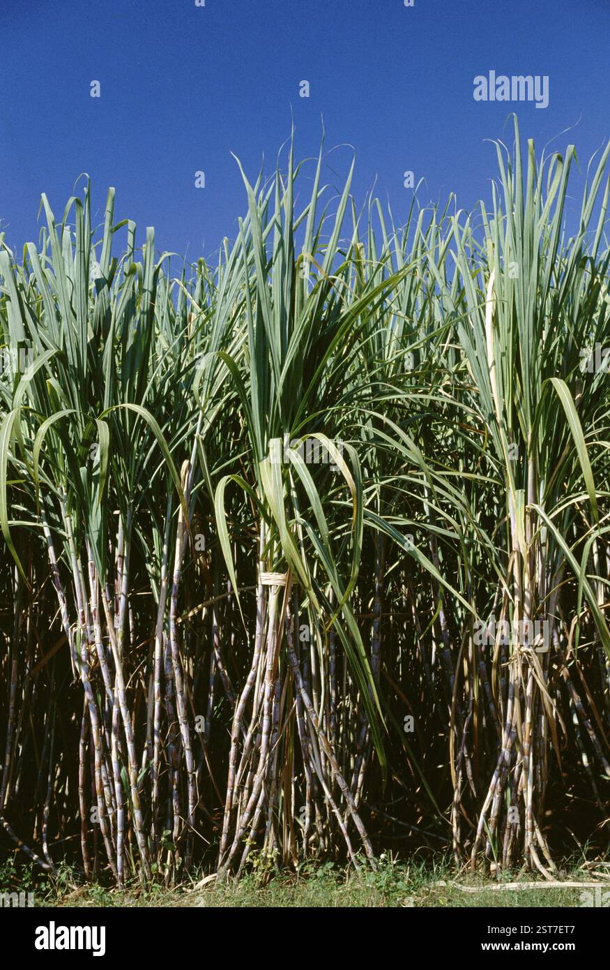 Sugarcane sugar cane Crops field, india Stock Photo - Alamy