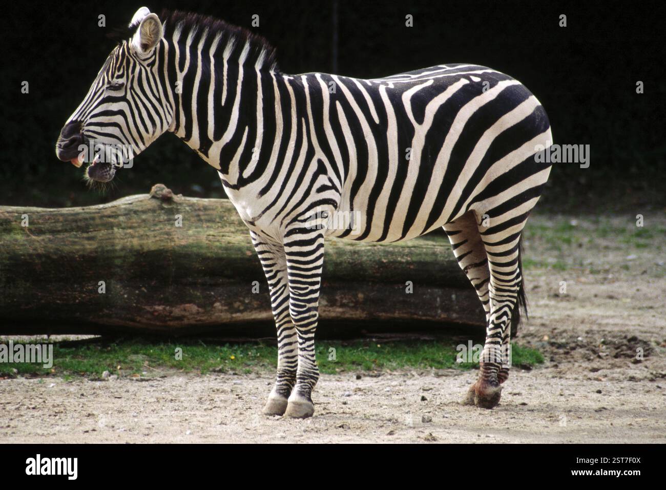 Zebra, Zoo, Copenhagen, Denmark, Europe Stock Photo - Alamy