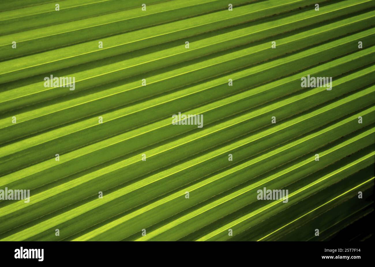 Palm tree anatomy hi-res stock photography and images - Alamy