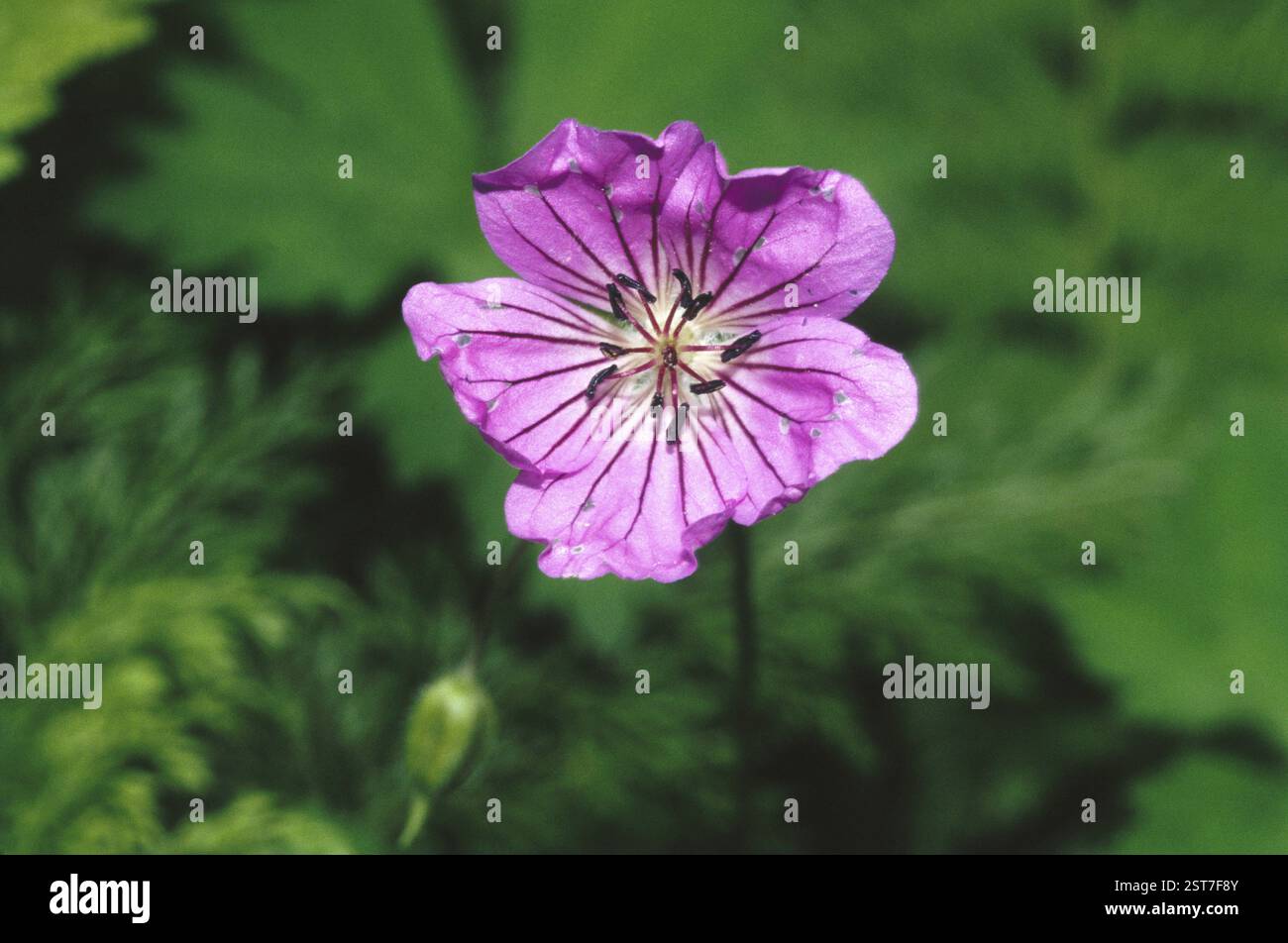 Himalayan flower, Geranium Wallichianum Wallich's Cranesbill Stock ...