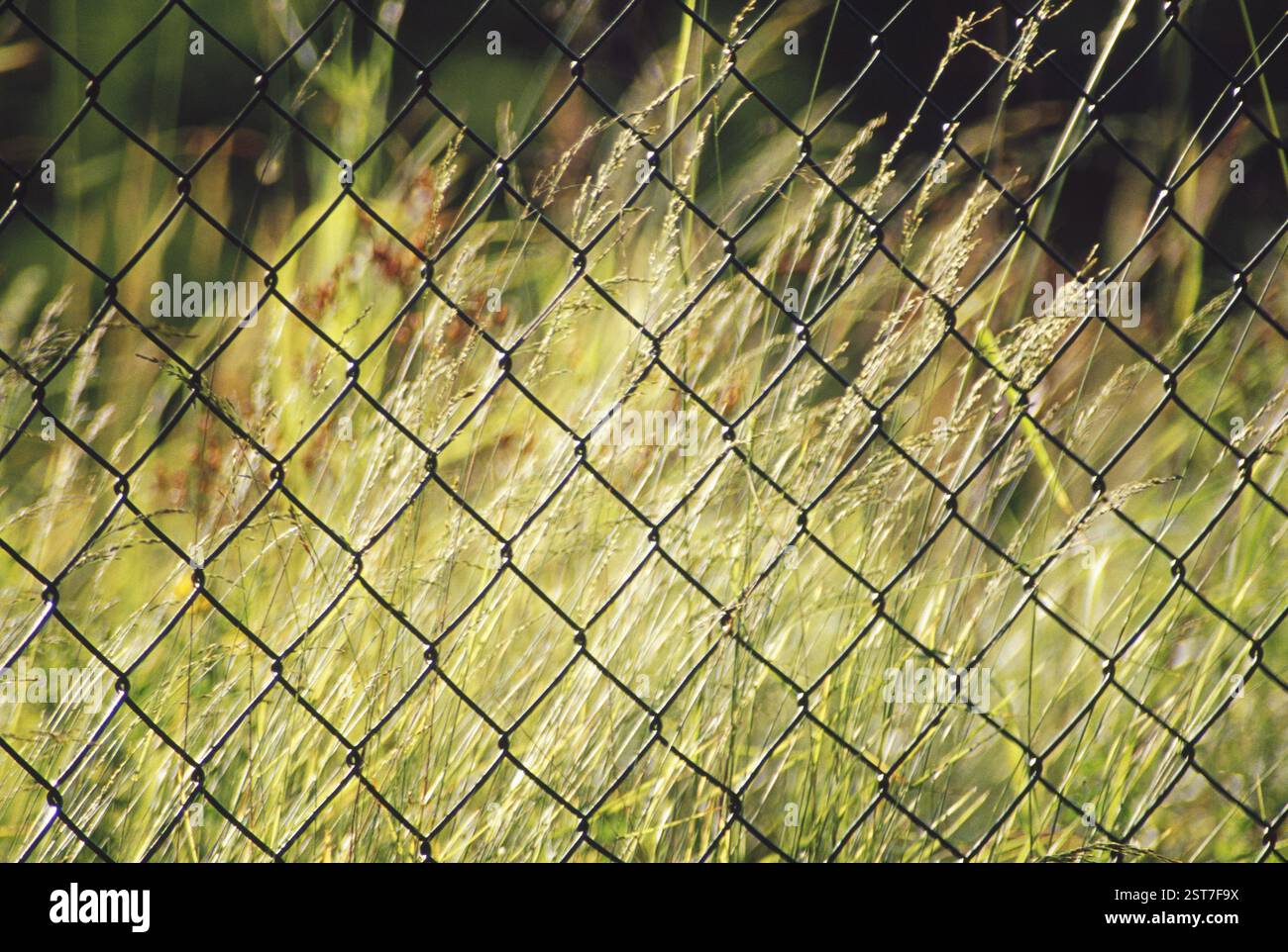Grass looking through Iron wire mesh fence Stock Photo - Alamy