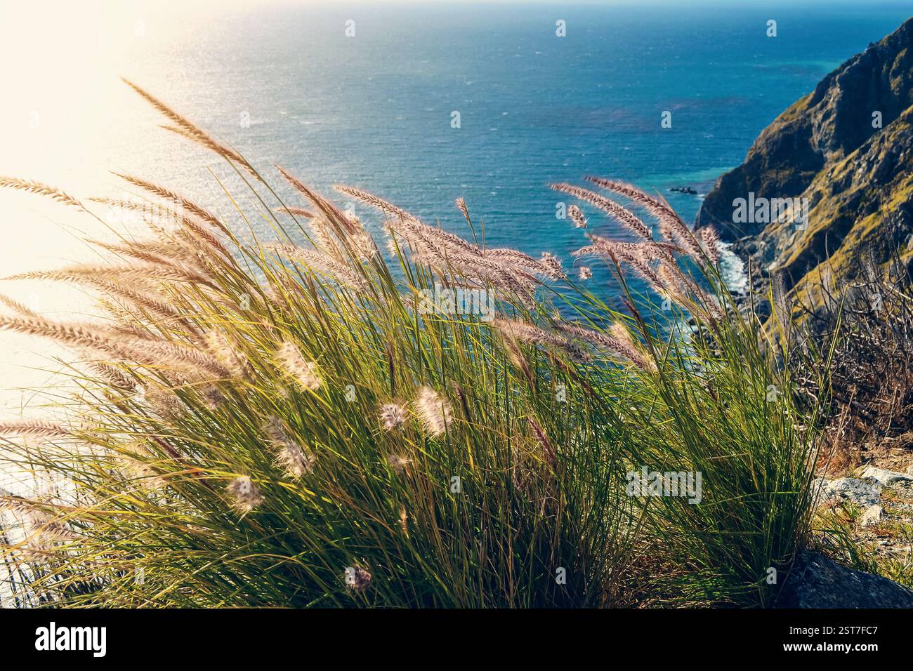 Dry coastal grass on hi-res stock photography and images - Alamy