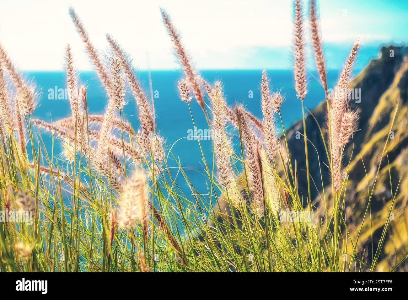 Dry coastal grass on hi-res stock photography and images - Alamy