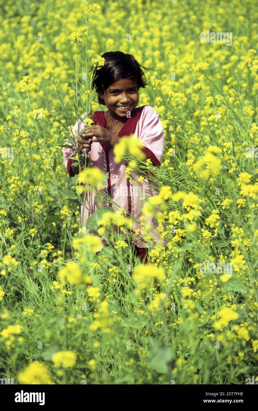 Children standing in mustard field, India, Asia Stock Photo - Alamy