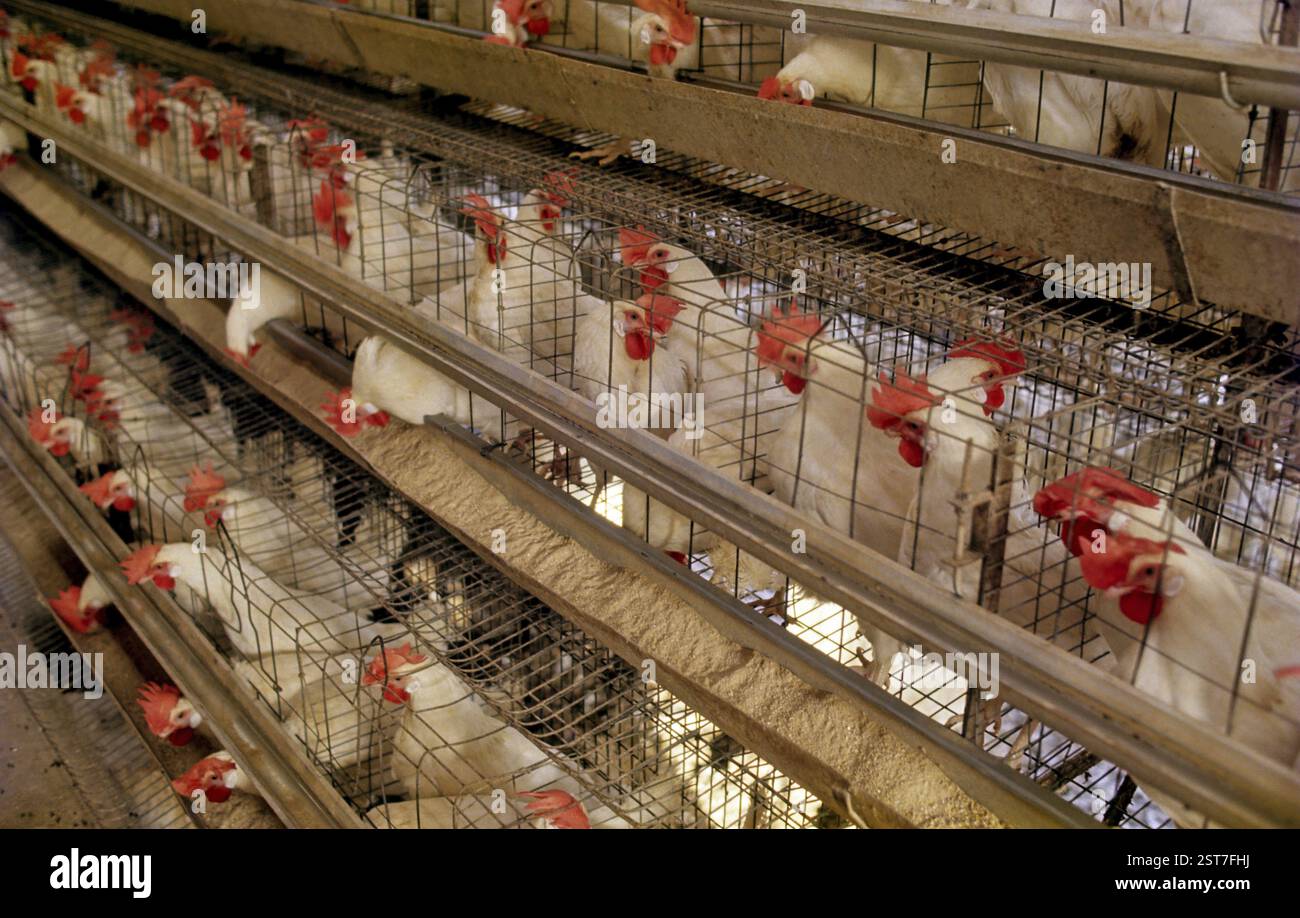 Poultry farm, layer birds Stock Photo - Alamy