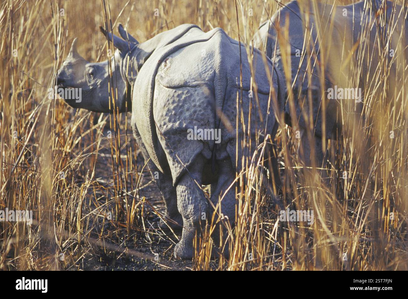 Rhino in Kaziranga National Park, Assam, India, Asia Stock Photo - Alamy