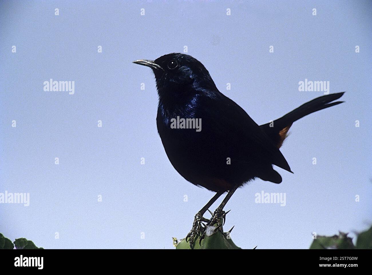 Birds, Indian Robin Male (Saxicoloides fulicata), Kokkare Bellur ...