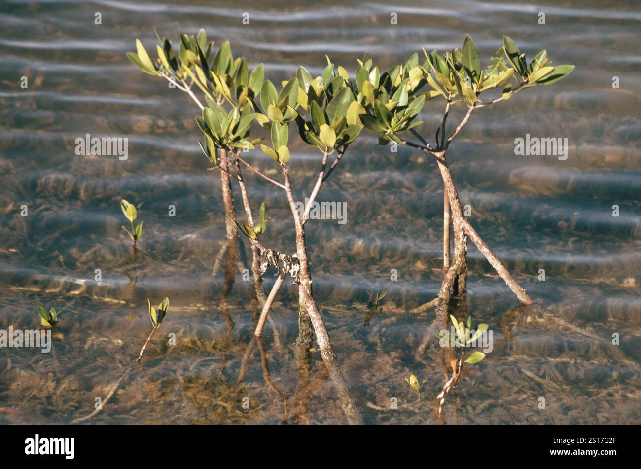 Mangrove plants growing in water Stock Photo - Alamy