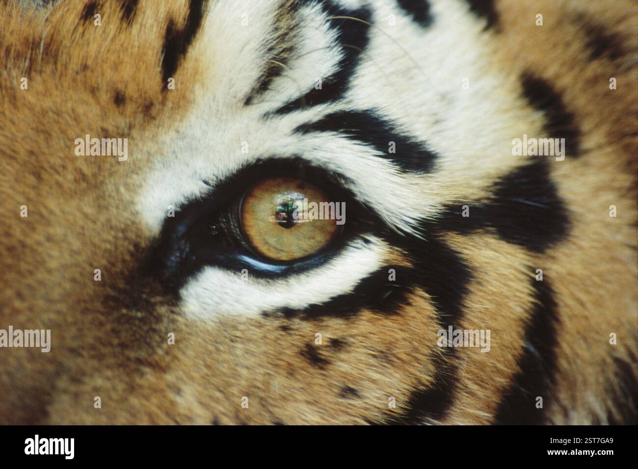 One Tiger Eye (Panthera Tigris Stock Photo - Alamy