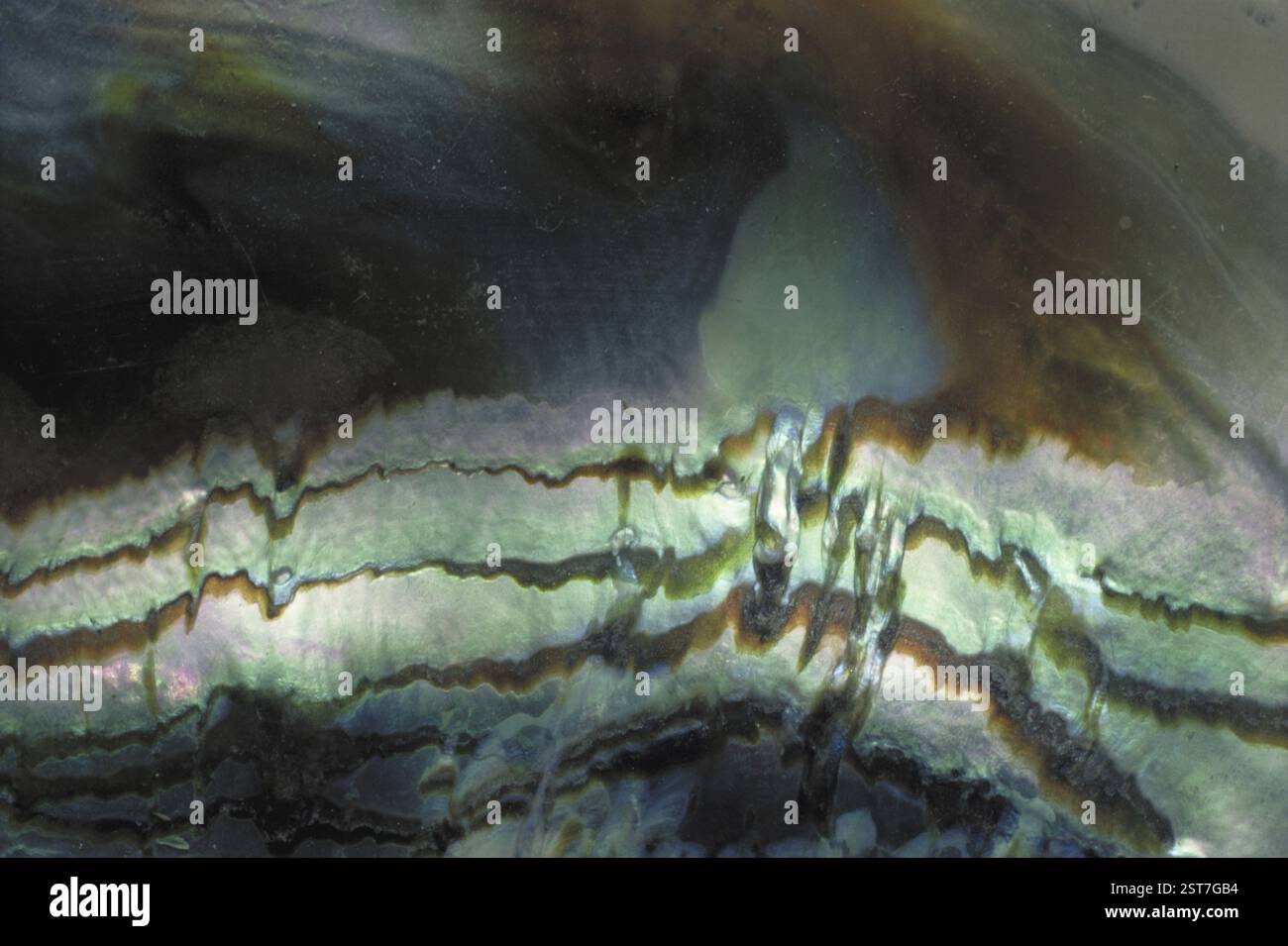 Nature closeup conceptual abstract showing contemplative color Stock ...