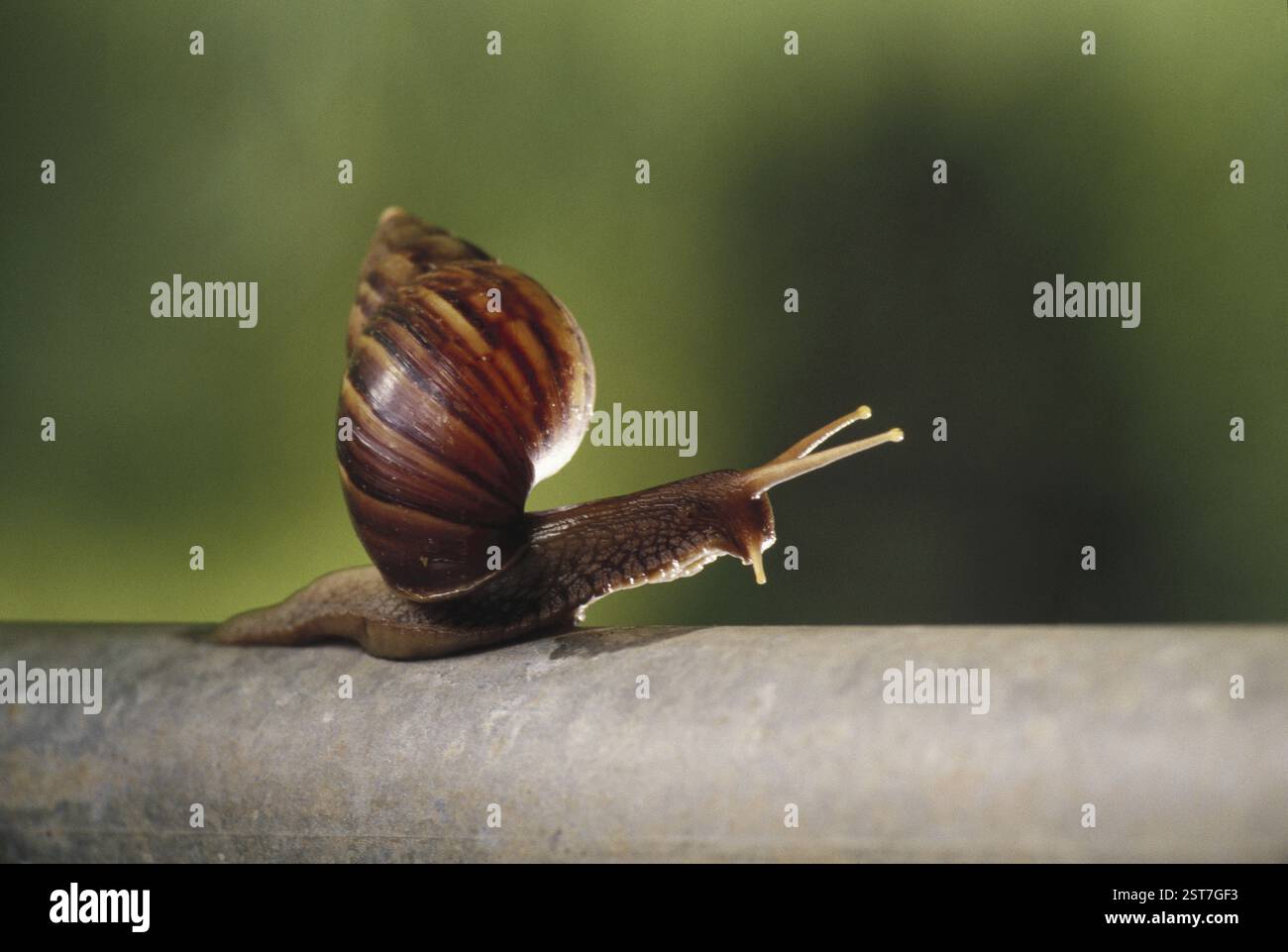 Snail insects hi-res stock photography and images - Alamy