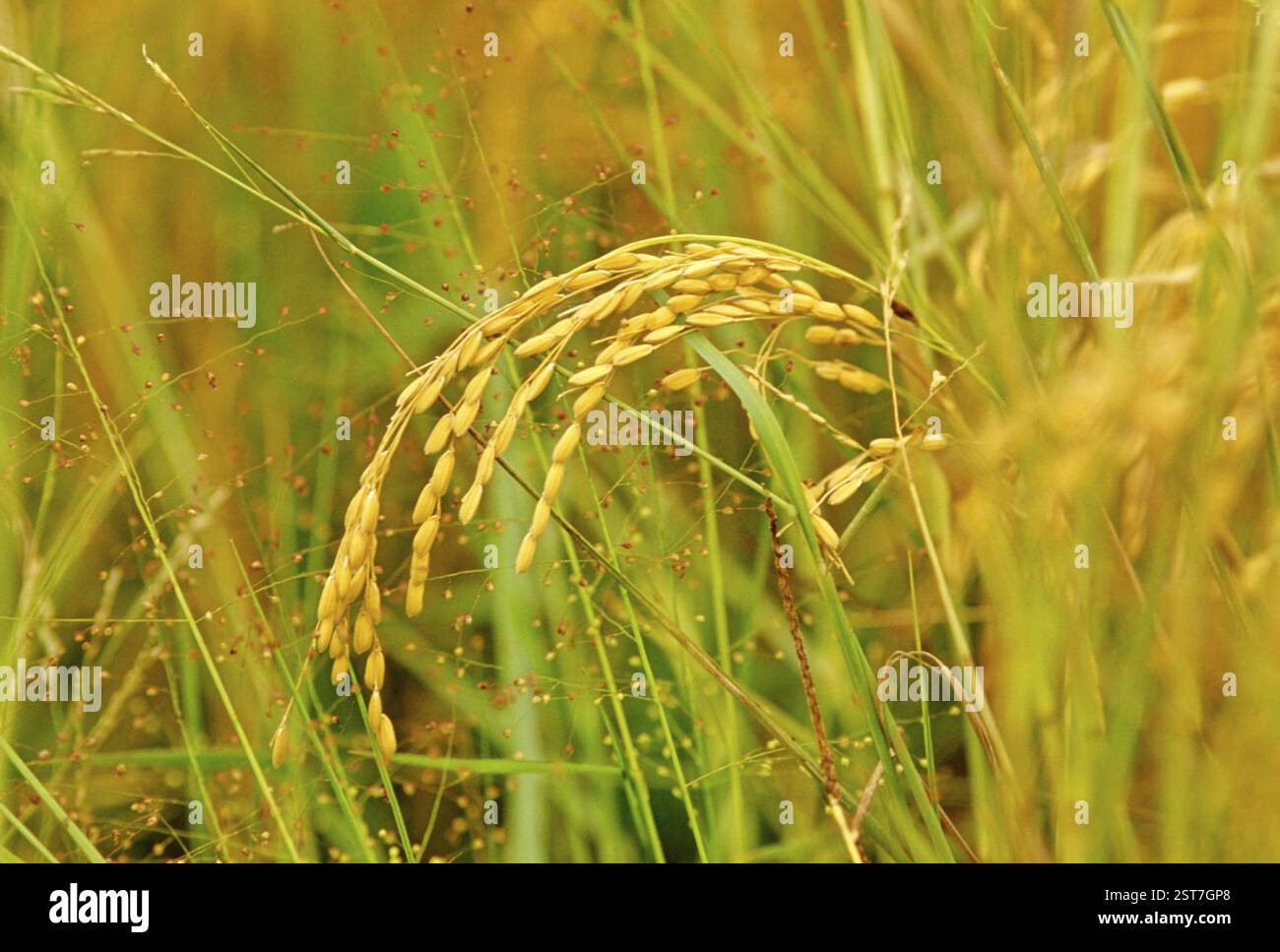 Paddy rice field, madgaon, goa, india Stock Photo - Alamy