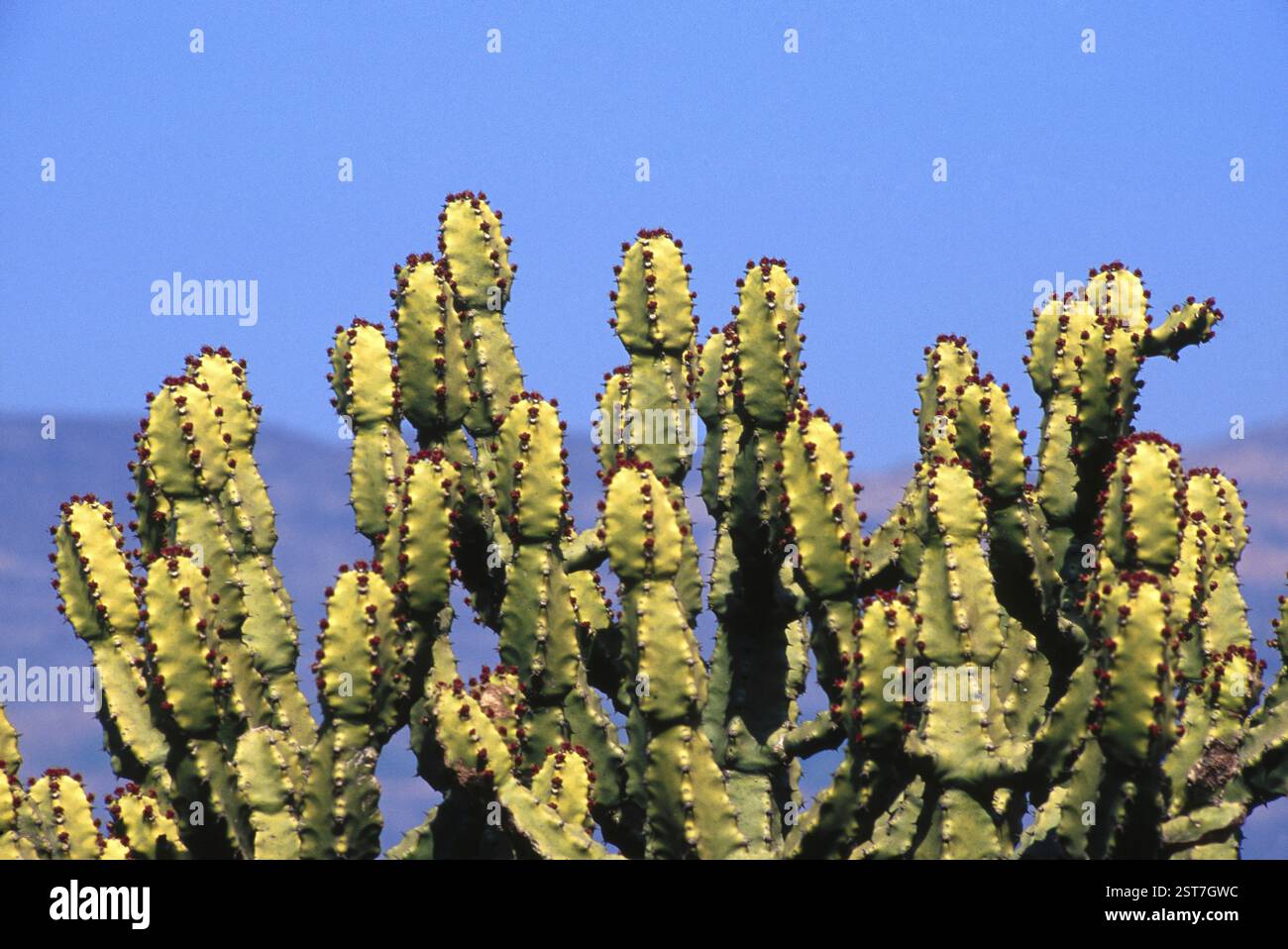Thane dist hi-res stock photography and images - Alamy