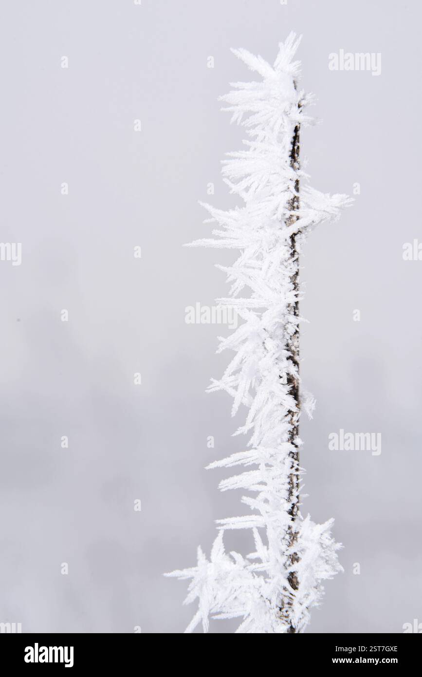Rime ice bush hi-res stock photography and images - Alamy
