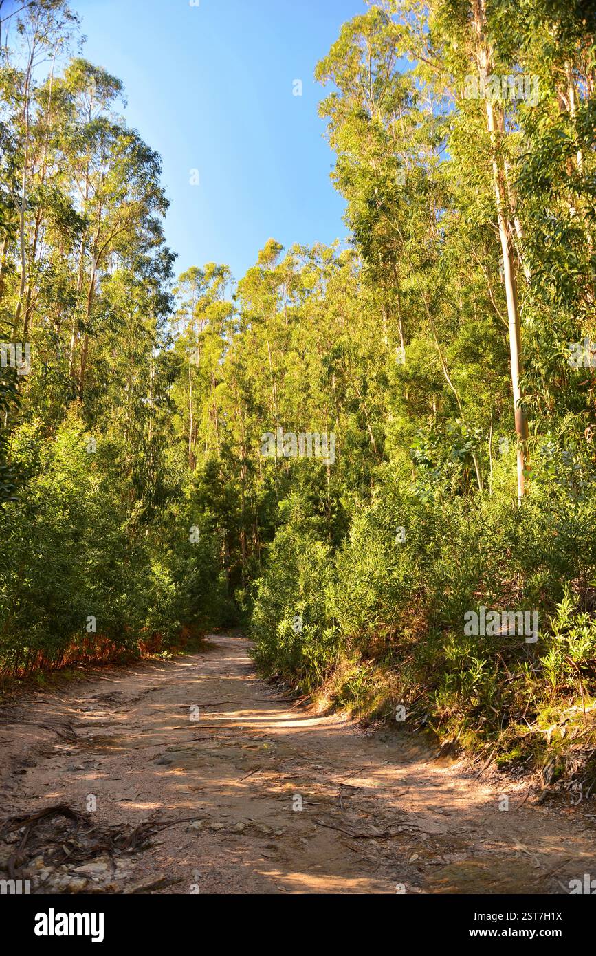Path between Acacia melanoxylon and Eucalyptus, invasive trees that ...