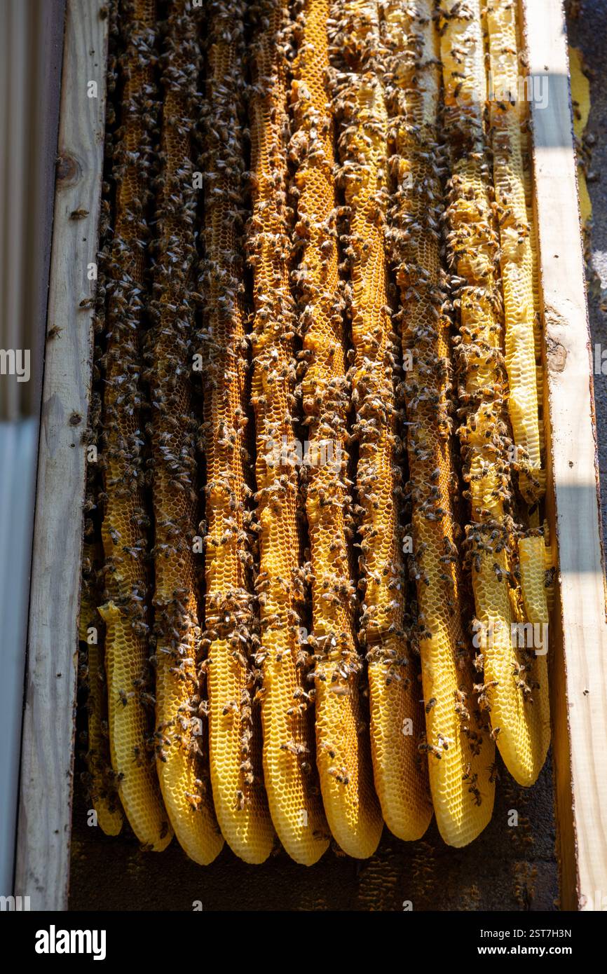 A beekeeper removes a colony of bees from a house by locating the nest ...