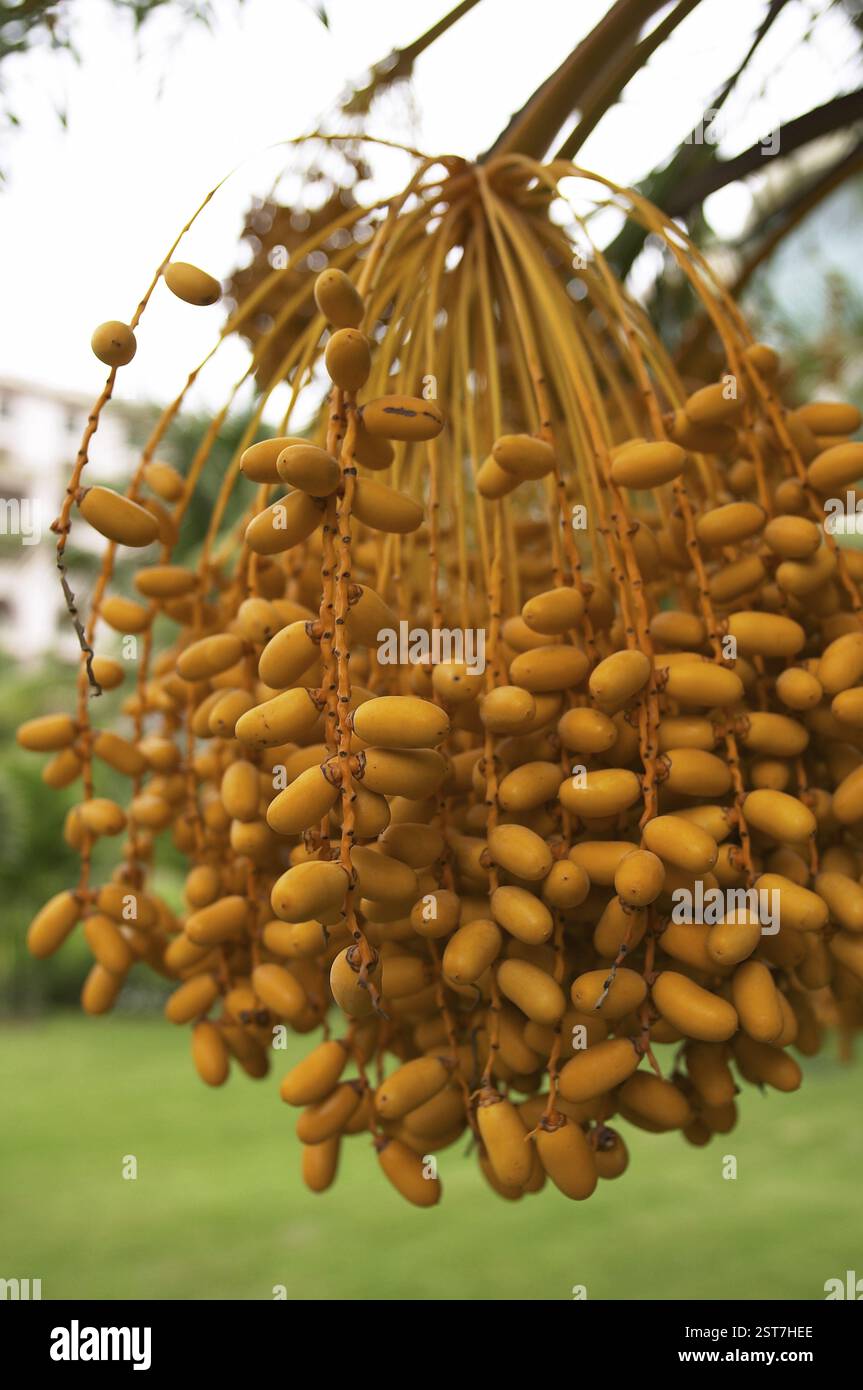 Bunch of Dates growing on a tree Stock Photo - Alamy