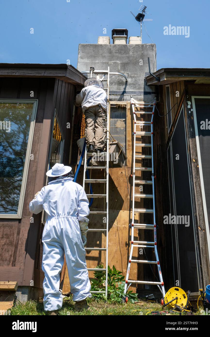A beekeeper removes a colony of bees from a house by locating the nest ...
