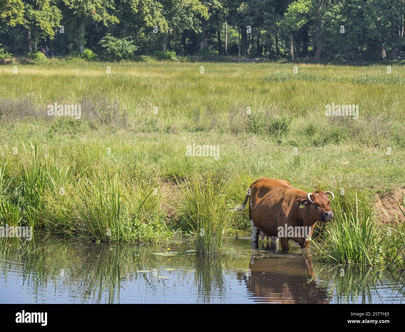 Cattle stand in shallow hi-res stock photography and images - Alamy