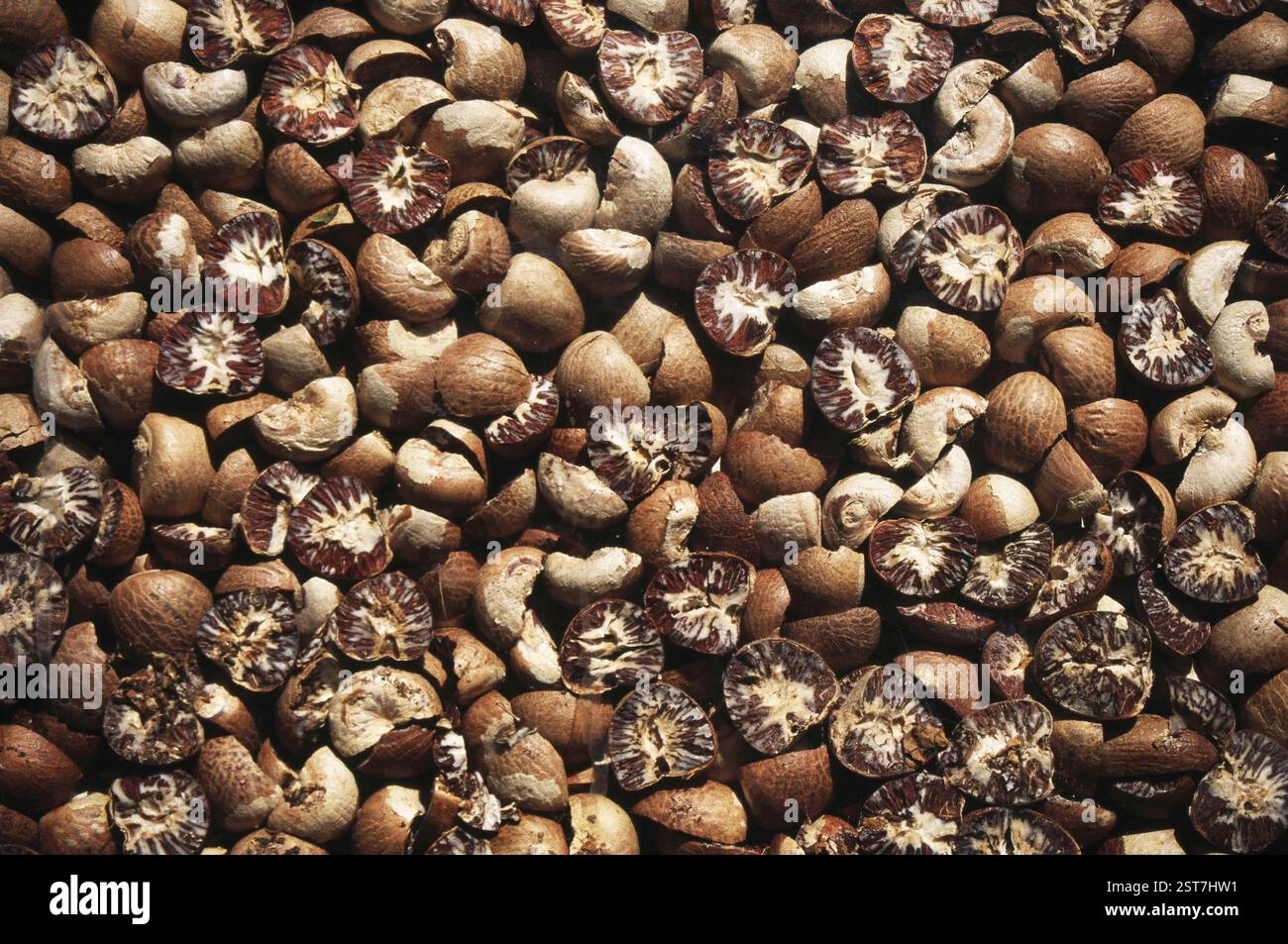 Pile of betel nuts hi-res stock photography and images - Alamy