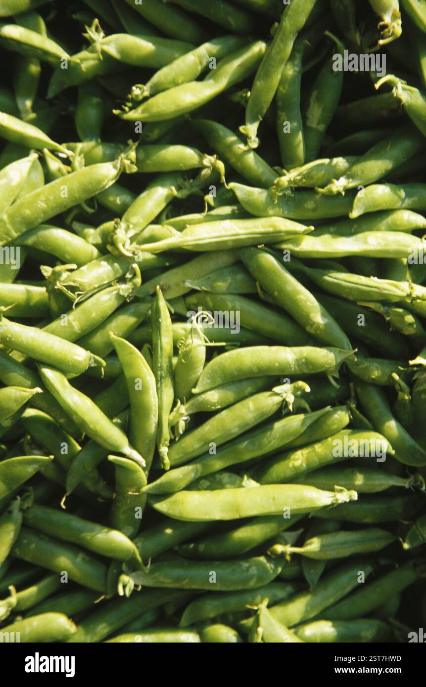 Vegetable, green peas, india Stock Photo - Alamy