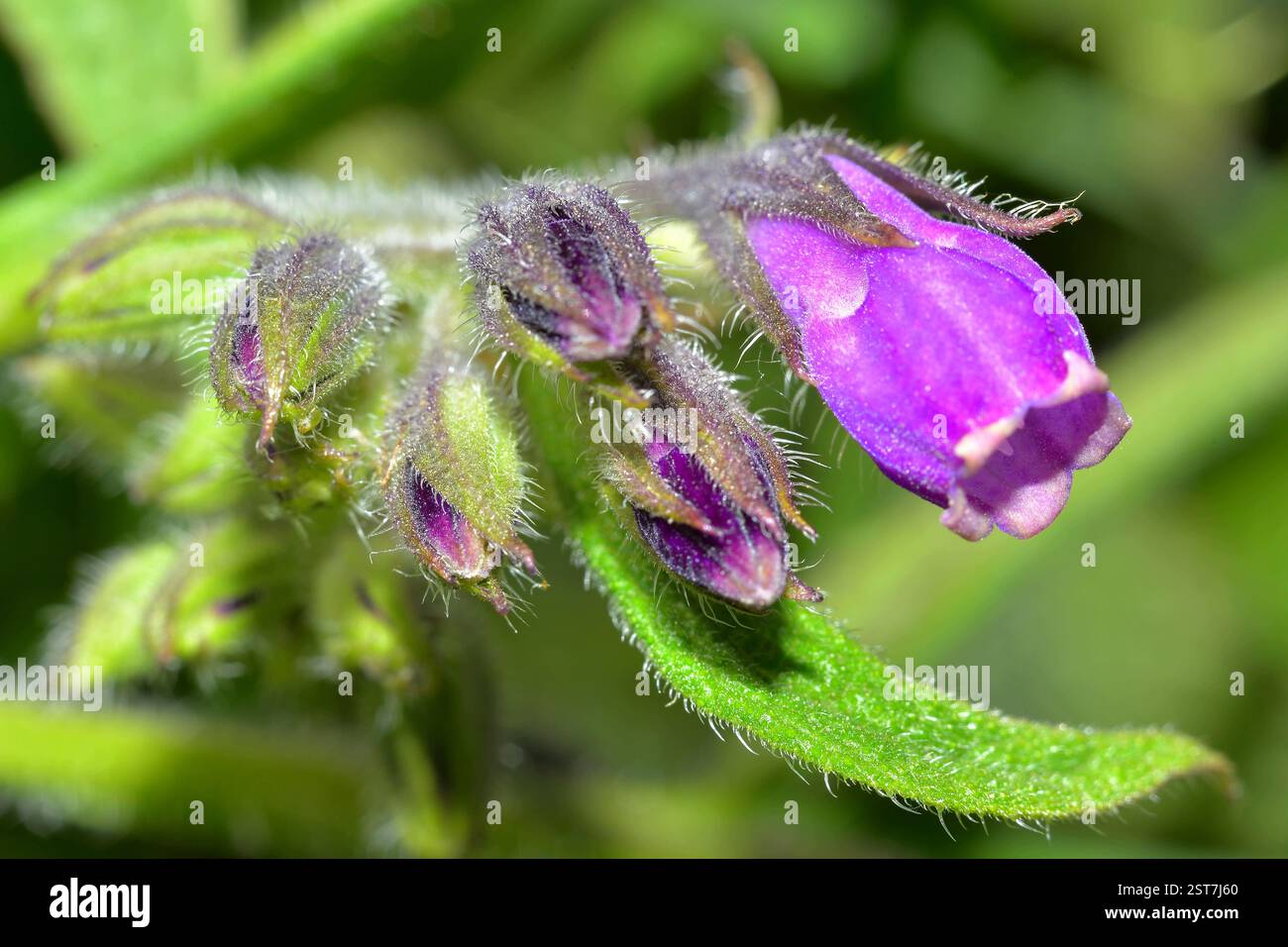 Symphytum officinale flowers in detail Stock Photo - Alamy