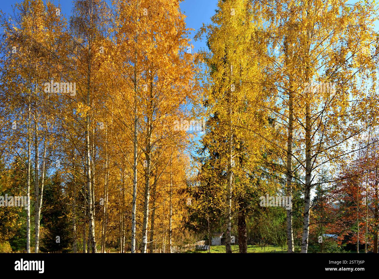 Betula pendula trees in autumn with golden-ochre-coloured leaves Stock ...