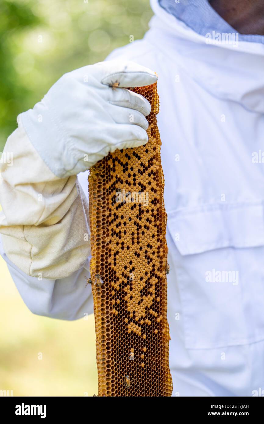 A beekeeper removes a colony of bees from a house by locating the nest ...