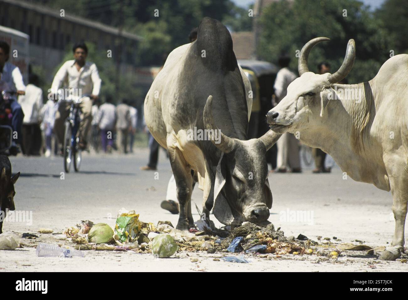 Cows Eating Garbage Stock Photo - Alamy